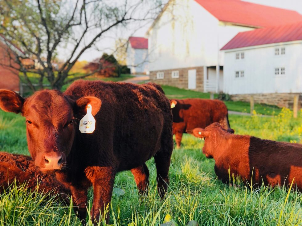 Best Breeds for the Best Taste - Redemption Springs